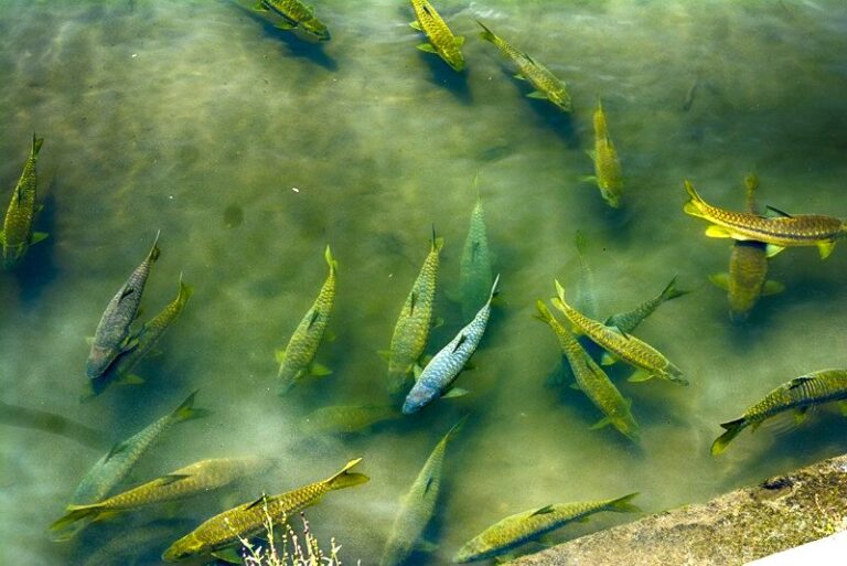 Nal Damyanti Tal, Bhimtal – The Sacred Lake Steeped in Mythology and Nature