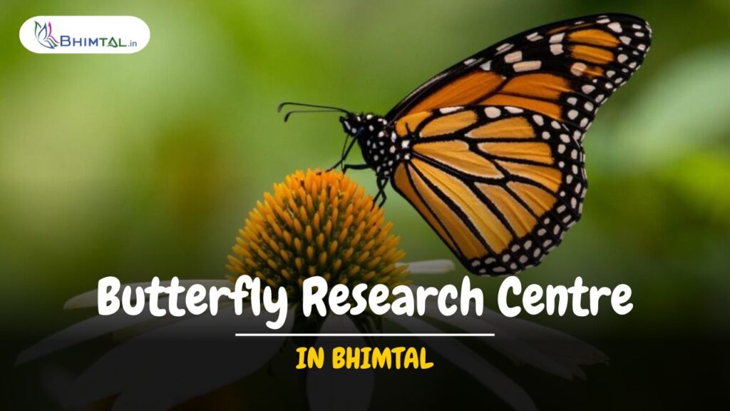 Butterfly Research Centre Bhimtal – Timings, Tickets, and What to Expect